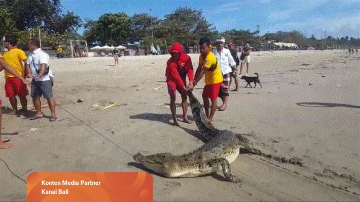 Estuarian Crocodile Caught at Legian Beach | Bali Discovery